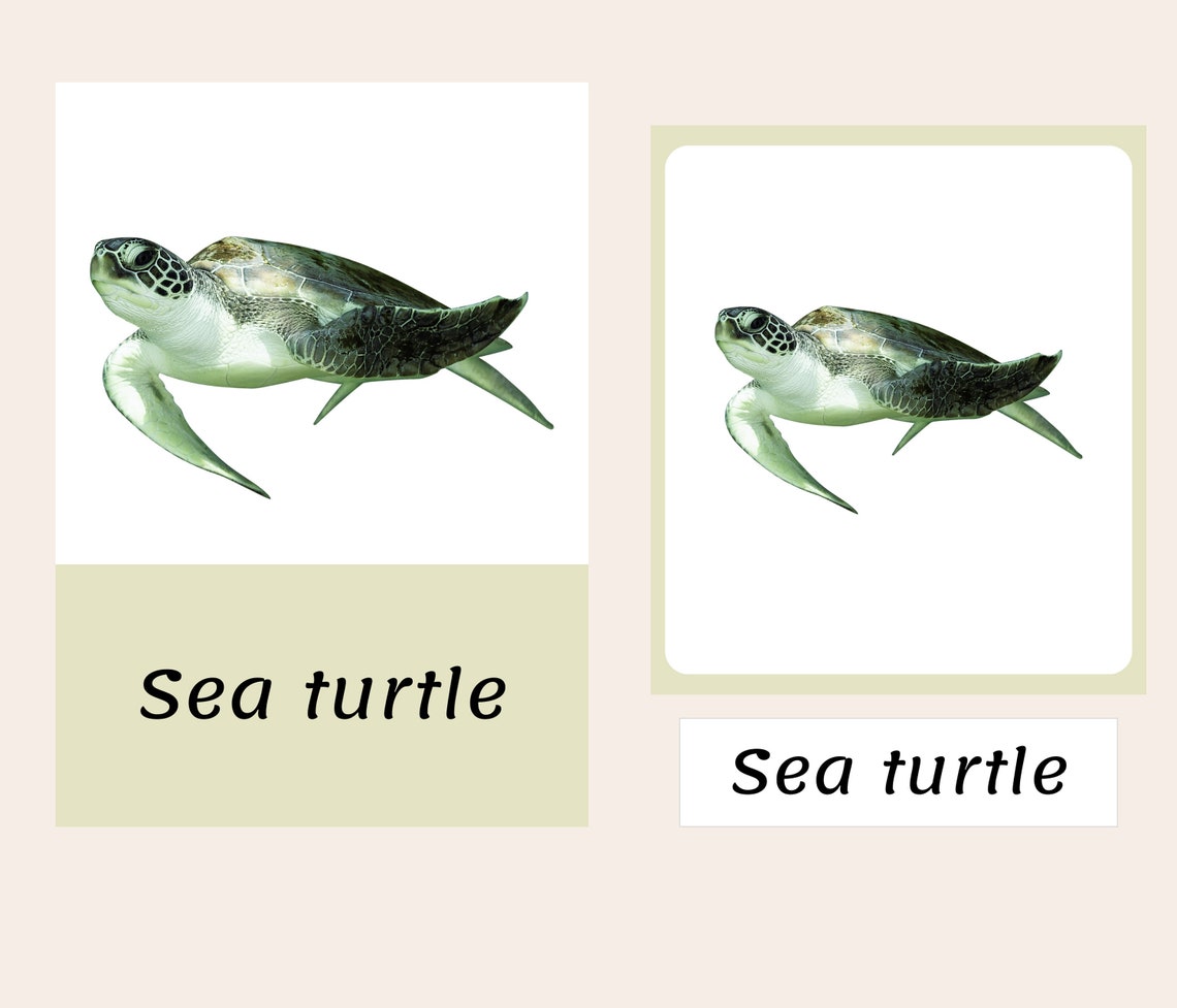 Ocean Animals Flashcards, Preschool Learning Cards, Homeschool ...