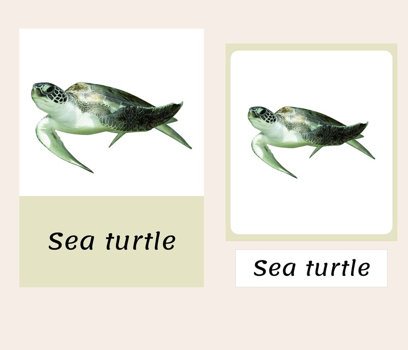 Ocean Animals Flashcards, Preschool Learning Cards, Homeschool ...