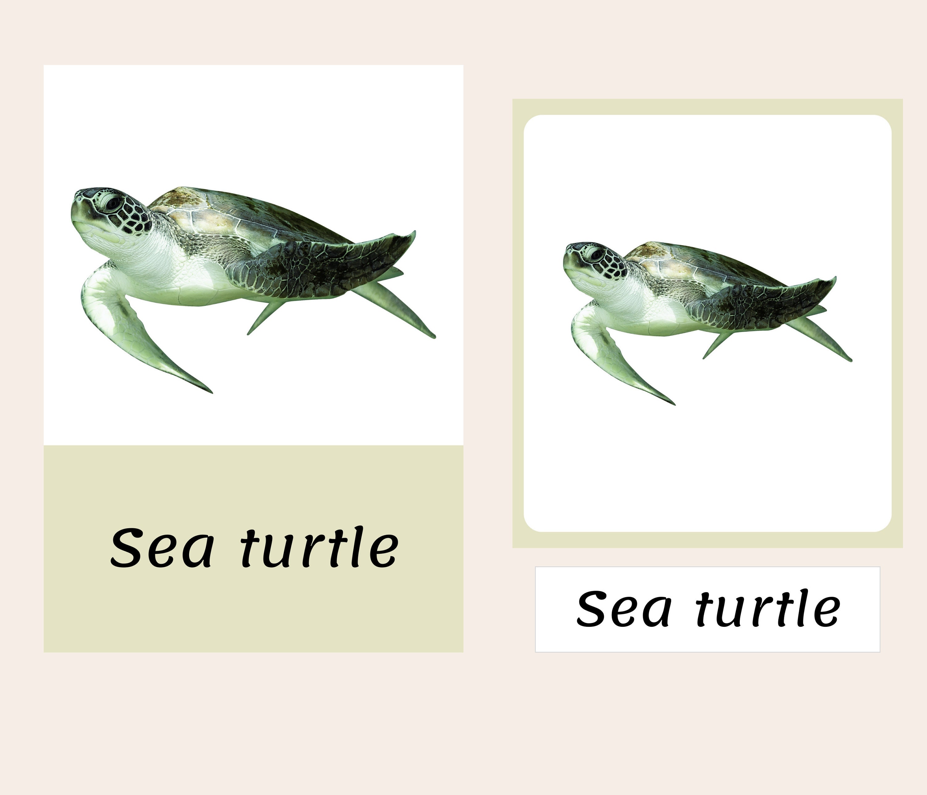 Ocean Animals Flashcards, Preschool Learning Cards, Homeschool ...