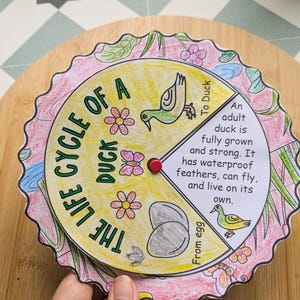Life Cycle of a Duck Wheel, Kindergarten Unit Activity, Homeschool ...