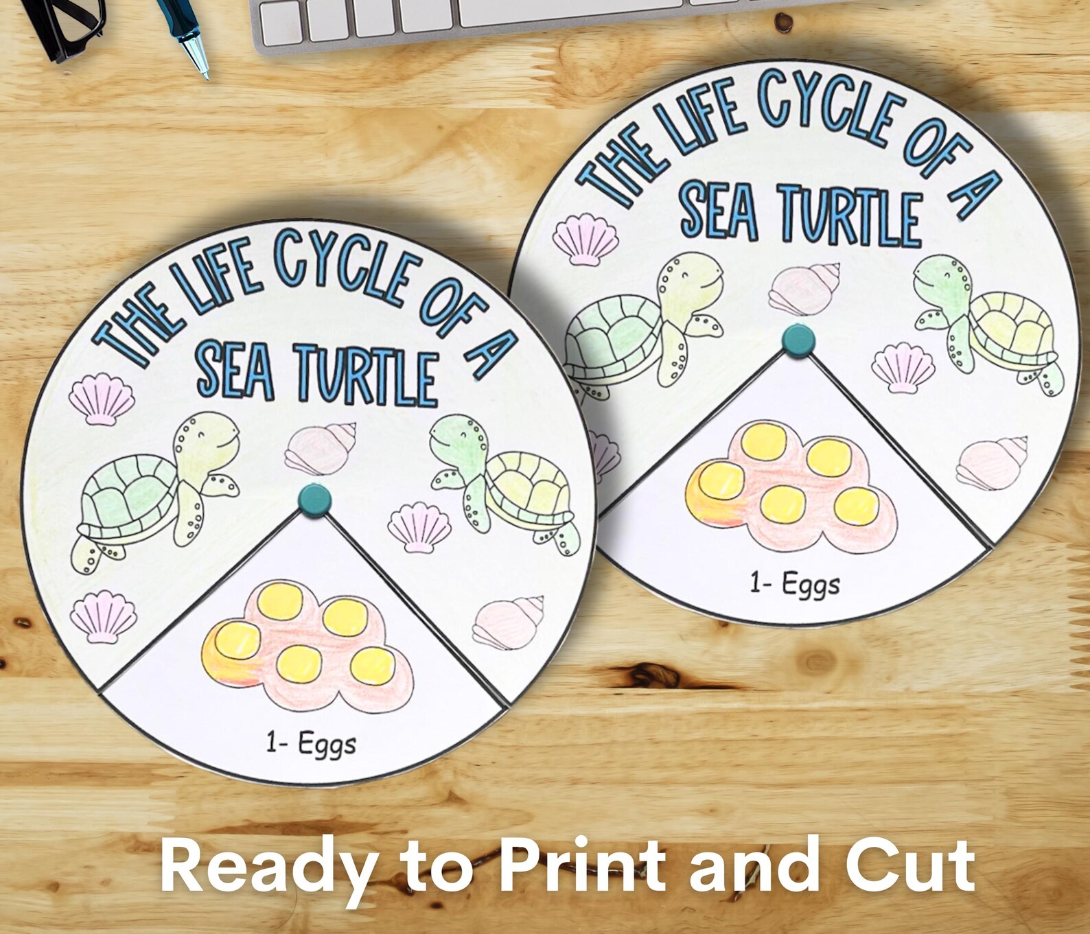 Life Cycle of a Sea Turtle Wheel, Homeschool Science Unit Activity ...