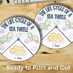 Life Cycle of a Sea Turtle Wheel, Homeschool Science Unit Activity ...