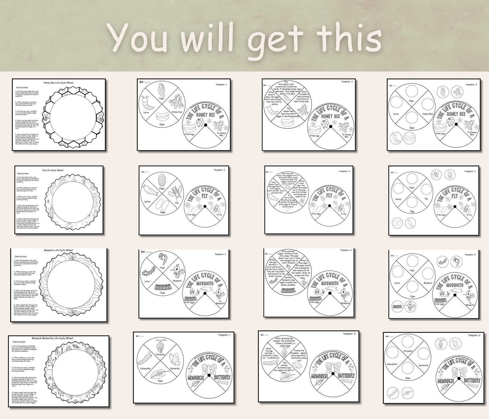 Insects Life Cycle Spinner Wheel, Homeschool Science Unit Activity ...