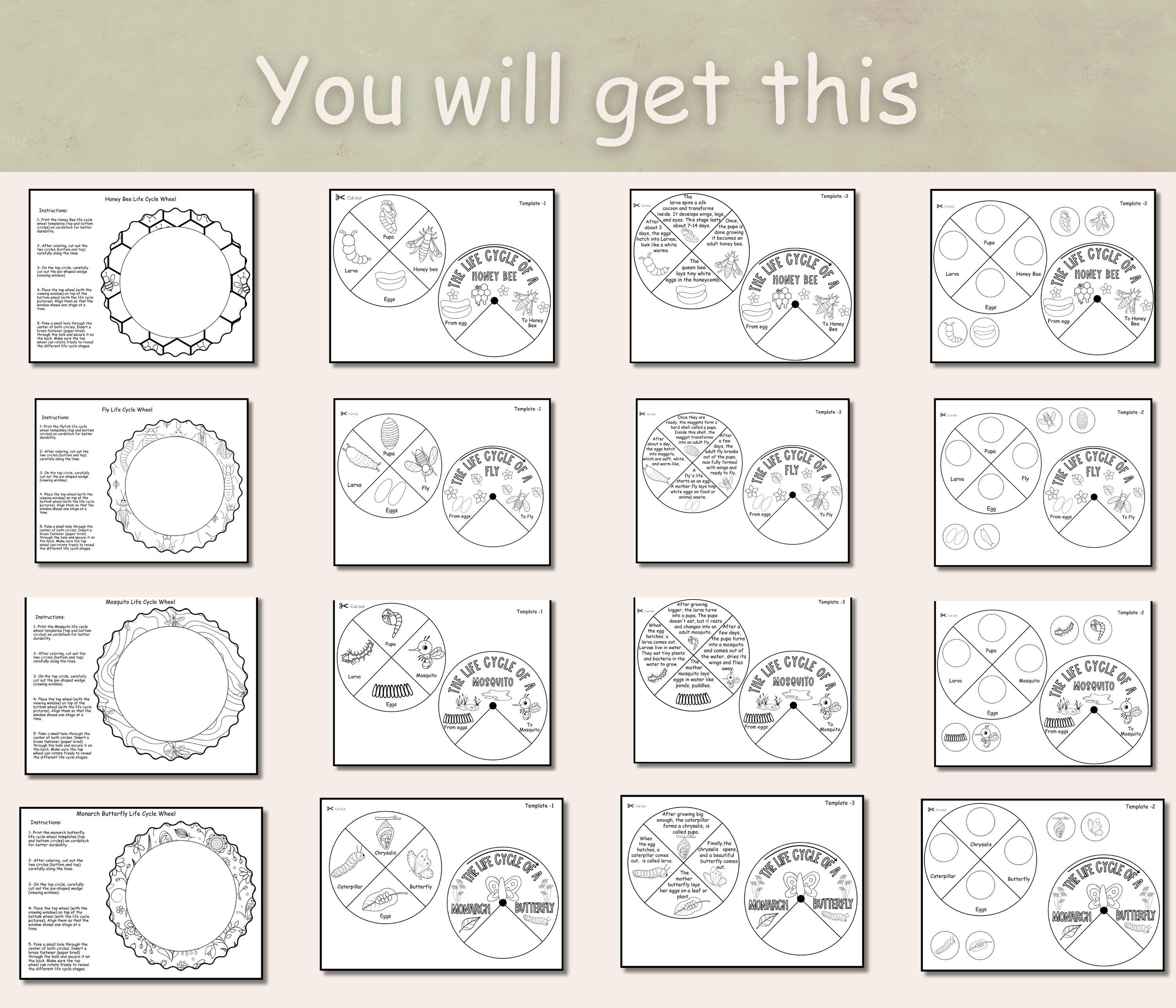 Insects Life Cycle Spinner Wheel, Homeschool Science Unit Activity ...