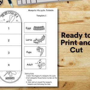 Life Cycle of a Mosquito Foldable Activity, Homeschool Science Unit ...
