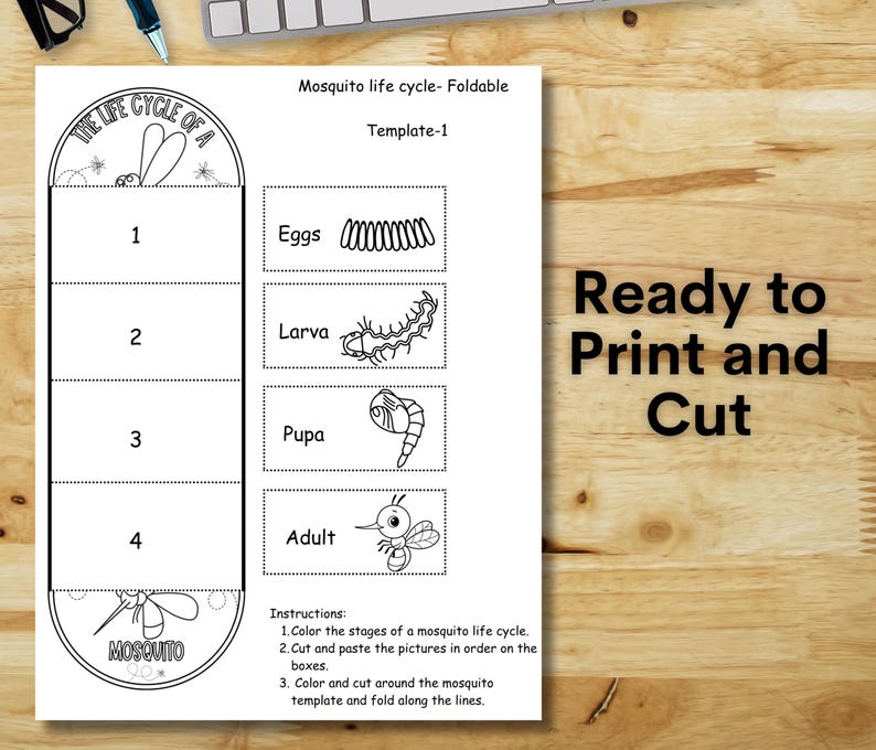 Life Cycle of a Mosquito Foldable Activity, Homeschool Science Unit ...