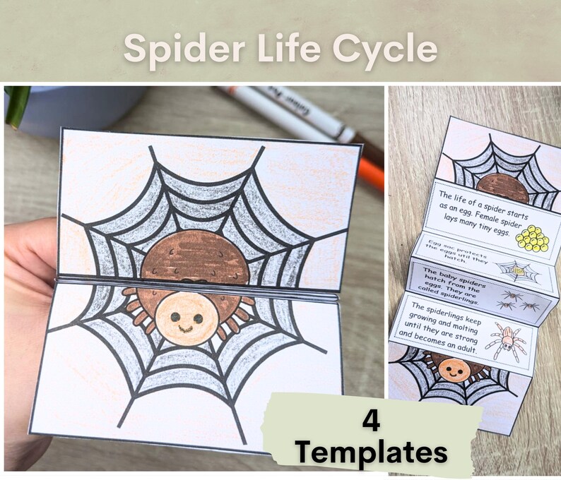 Life Cycle of a Spider Foldable Activity, Homeschool Science Unit ...