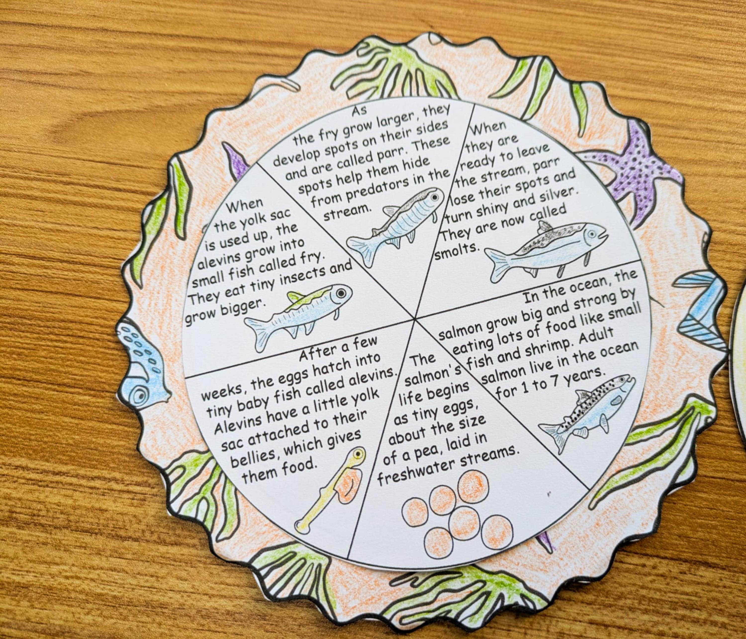 Ocean Animal Life Cycle Spinner Wheel, Homeschool Science Unit Activity ...