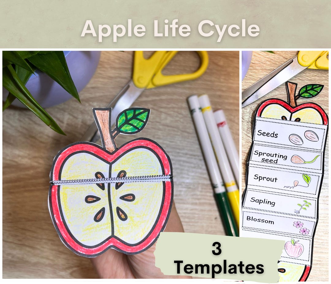Life Cycle of an Apple Foldable Activity, Homeschool Science Unit ...