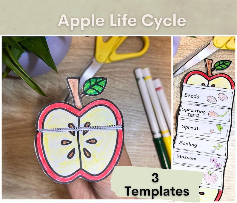 Life Cycle of an Apple Foldable Activity, Homeschool Science Unit ...