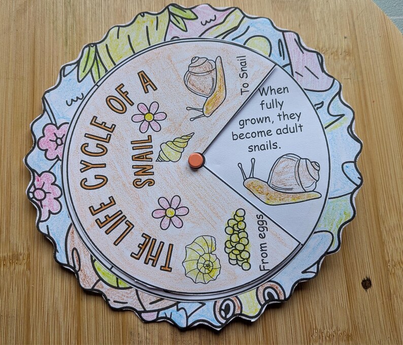 Life Cycle of a Snail Spinner Wheel, Sequence Activity for Kindergarten ...
