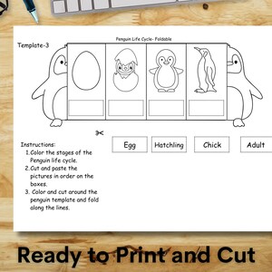 Penguin Life Cycle Foldable Activity, Sequencing With Picture Cards ...