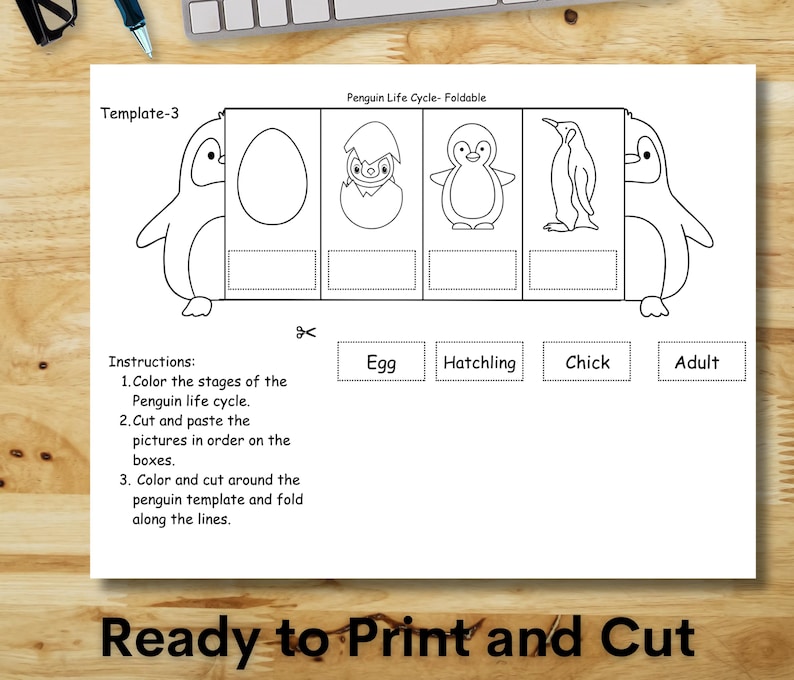 Penguin Life Cycle Foldable Activity, Sequencing With Picture Cards ...