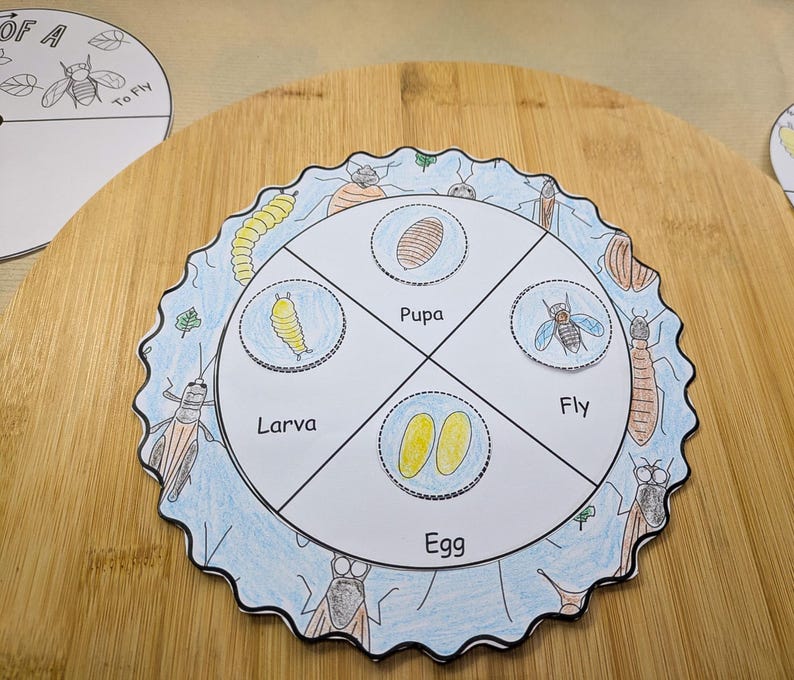 Life Cycle of a Fly Spinner Wheel, Homeschool Science Unit Activity ...