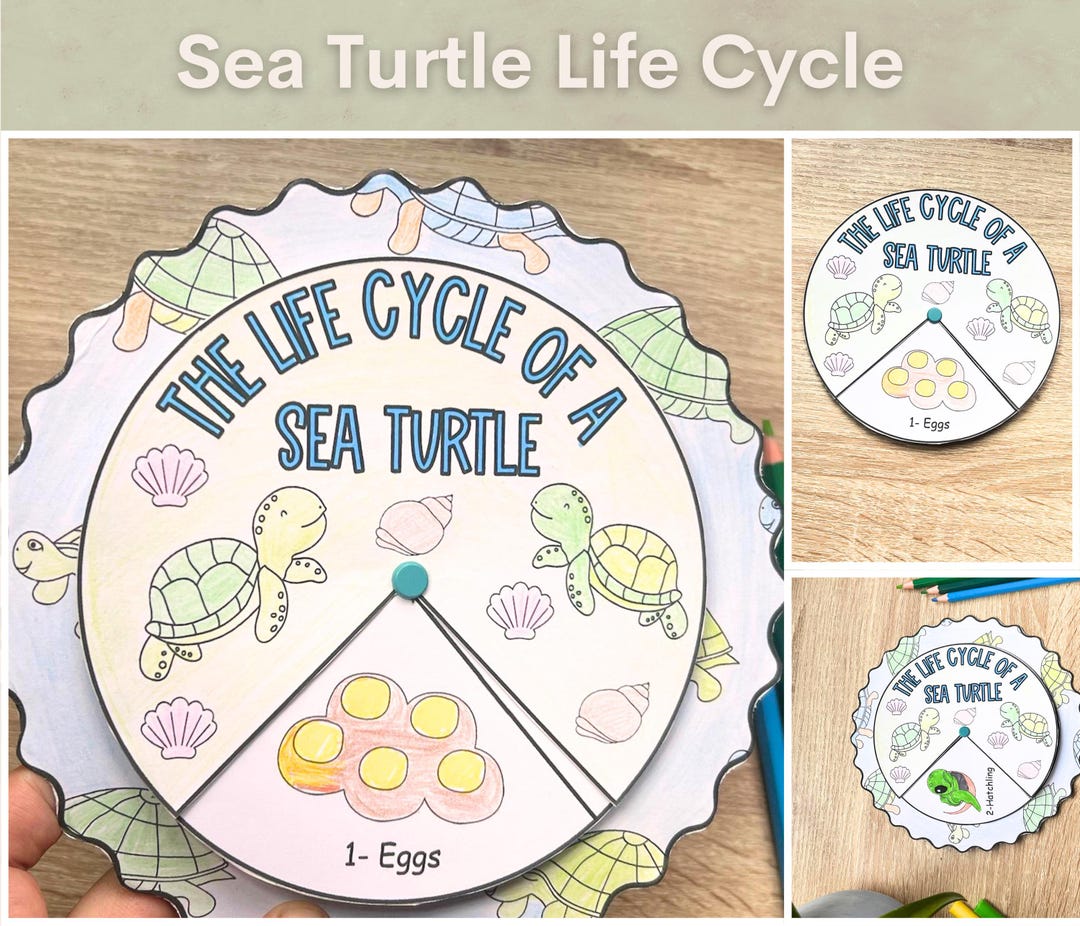 Life Cycle of a Sea Turtle Wheel, Homeschool Science Unit Activity ...