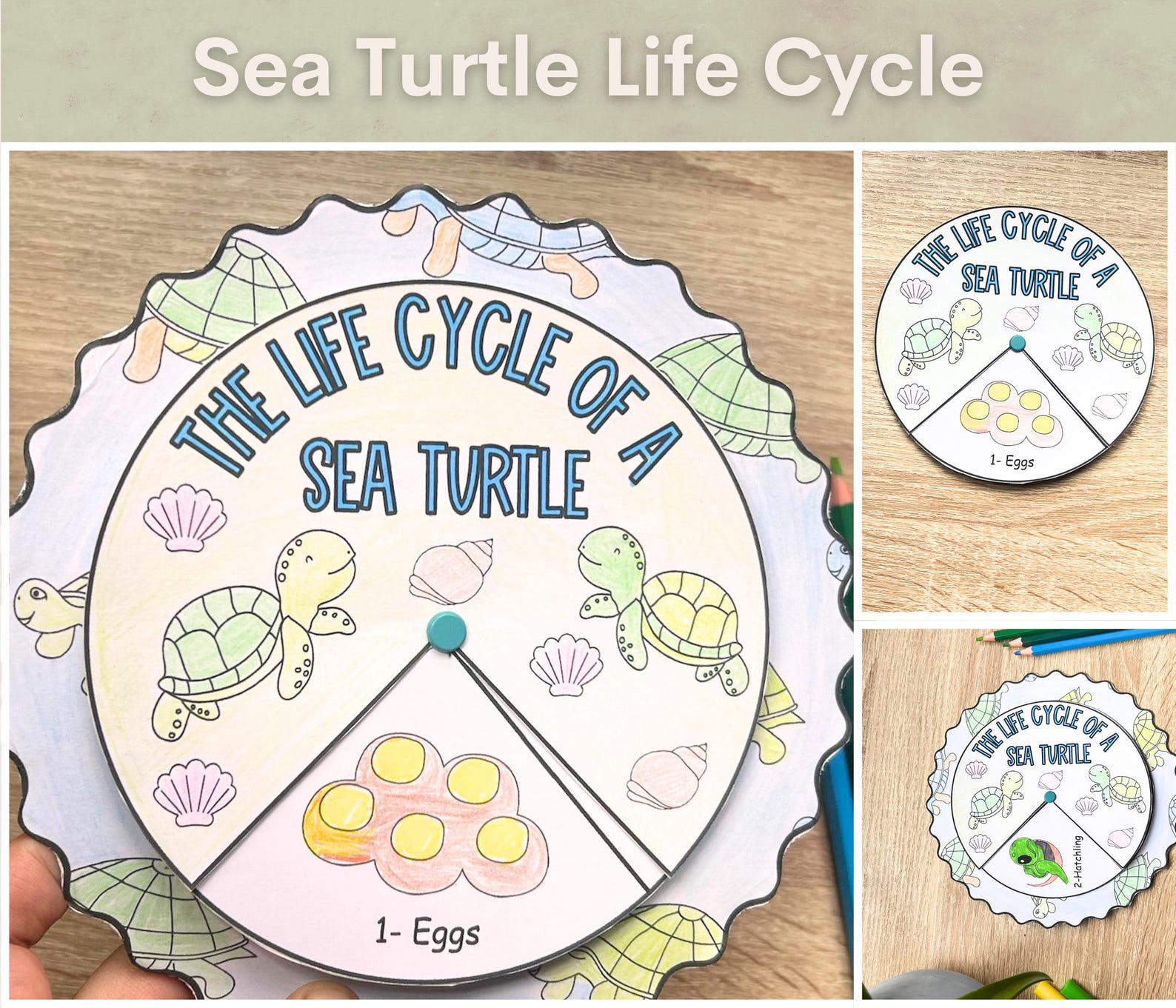 Life Cycle of a Sea Turtle Wheel, Homeschool Science Unit Activity ...