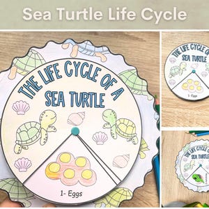 Life Cycle of a Sea Turtle Wheel, Homeschool Science Unit Activity ...