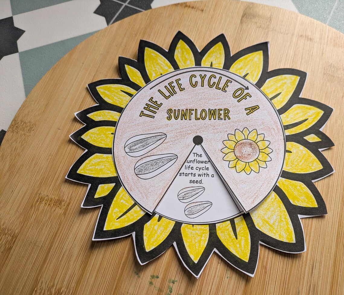 Life Cycle of a Sunflower Plant Spinner Wheel, Sequence Activity for ...