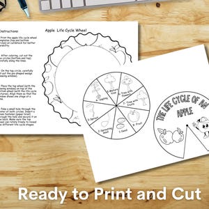 Life Cycle of an Apple Spinner Wheel Kids, Homeschool Science Unit ...