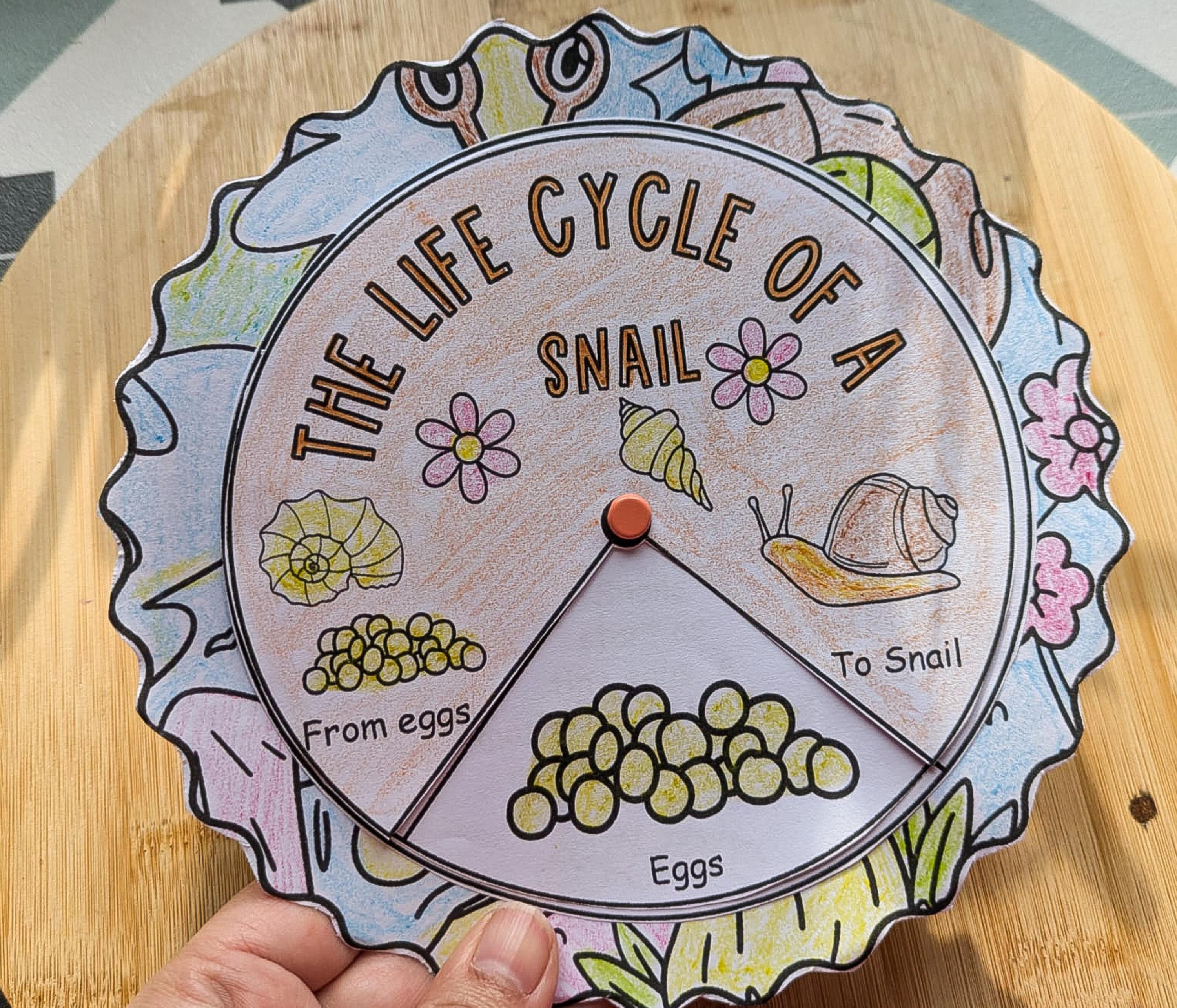 Life Cycle of a Snail Spinner Wheel, Sequence Activity for Kindergarten ...