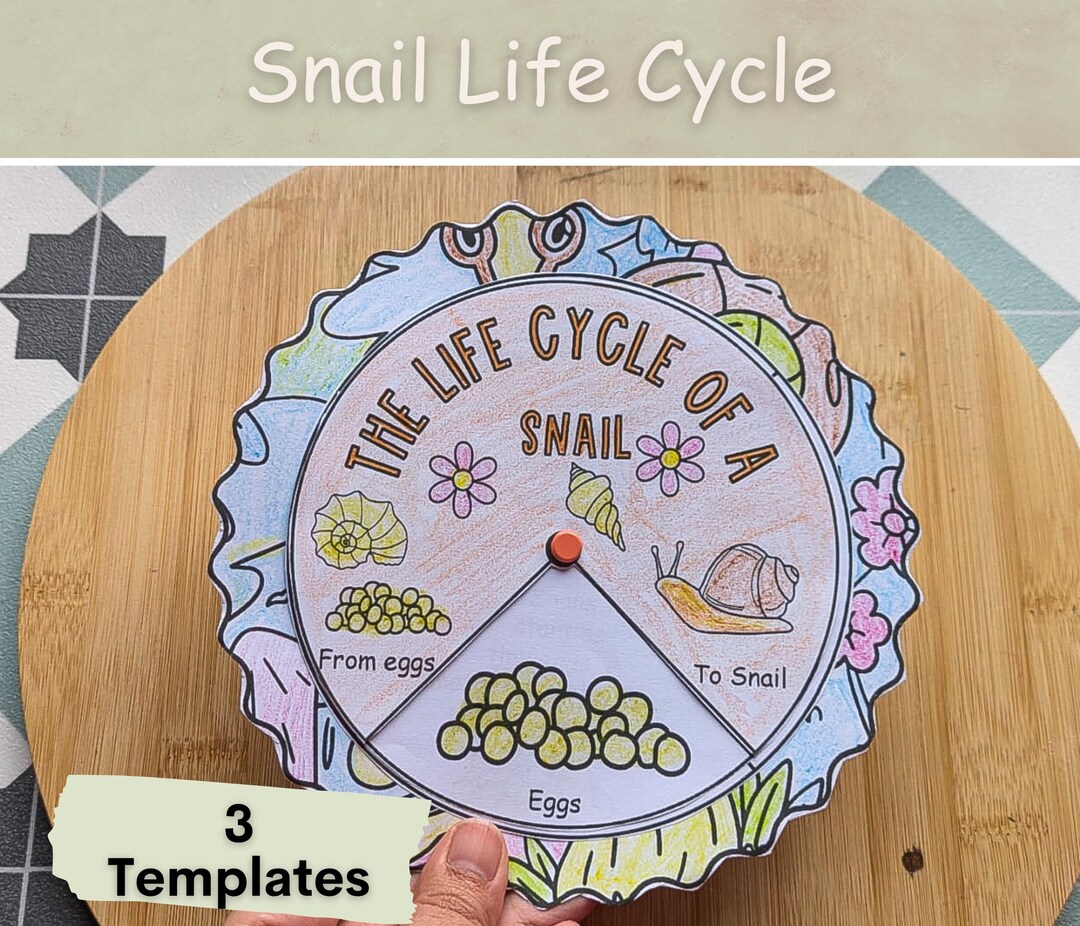 Life Cycle of a Snail Spinner Wheel, Sequence Activity for Kindergarten ...