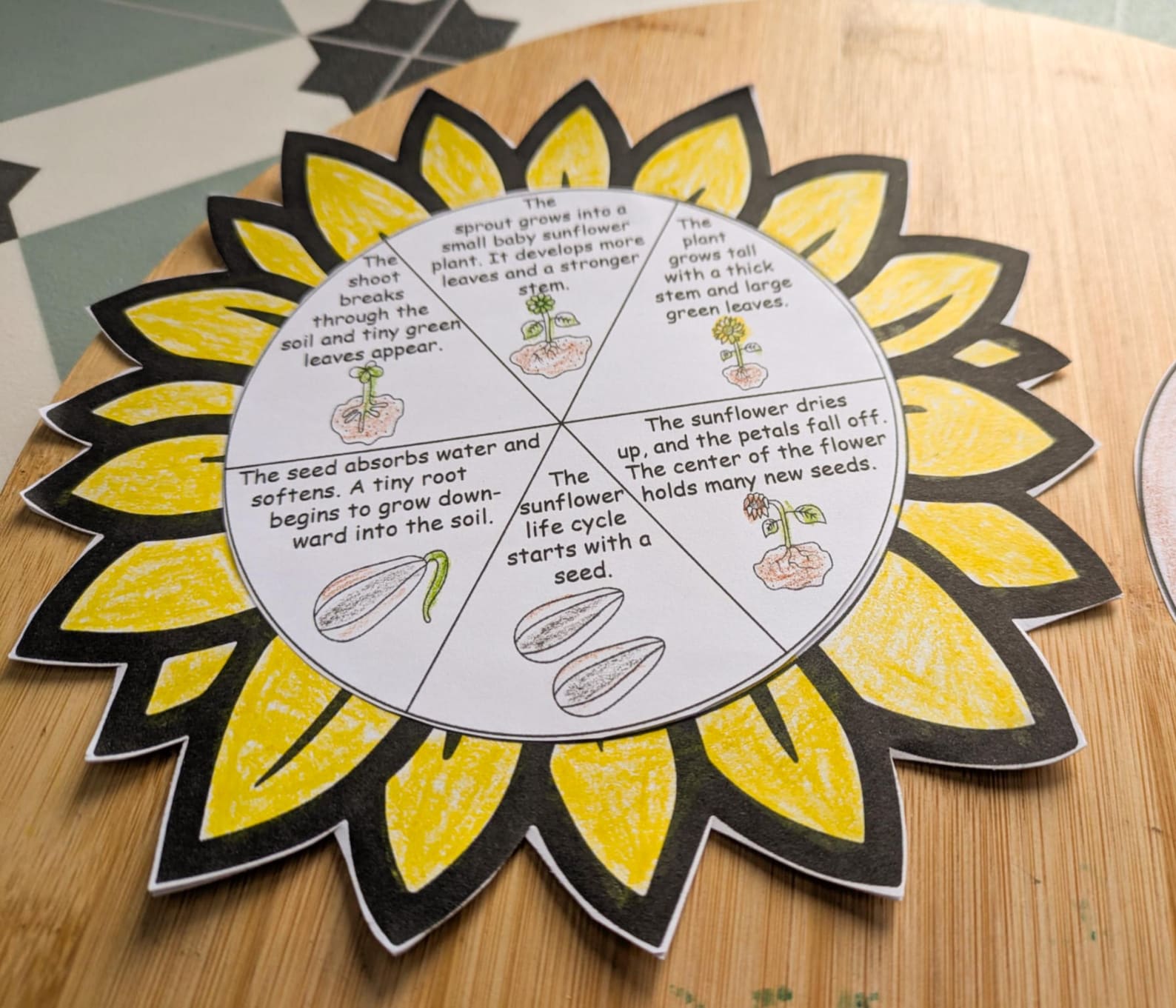 Life Cycle of a Sunflower Plant Spinner Wheel, Sequence Activity for ...