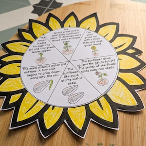 Life Cycle of a Sunflower Plant Spinner Wheel, Sequence Activity for ...