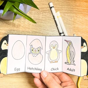 Penguin Life Cycle Foldable Activity, Sequencing With Picture Cards ...