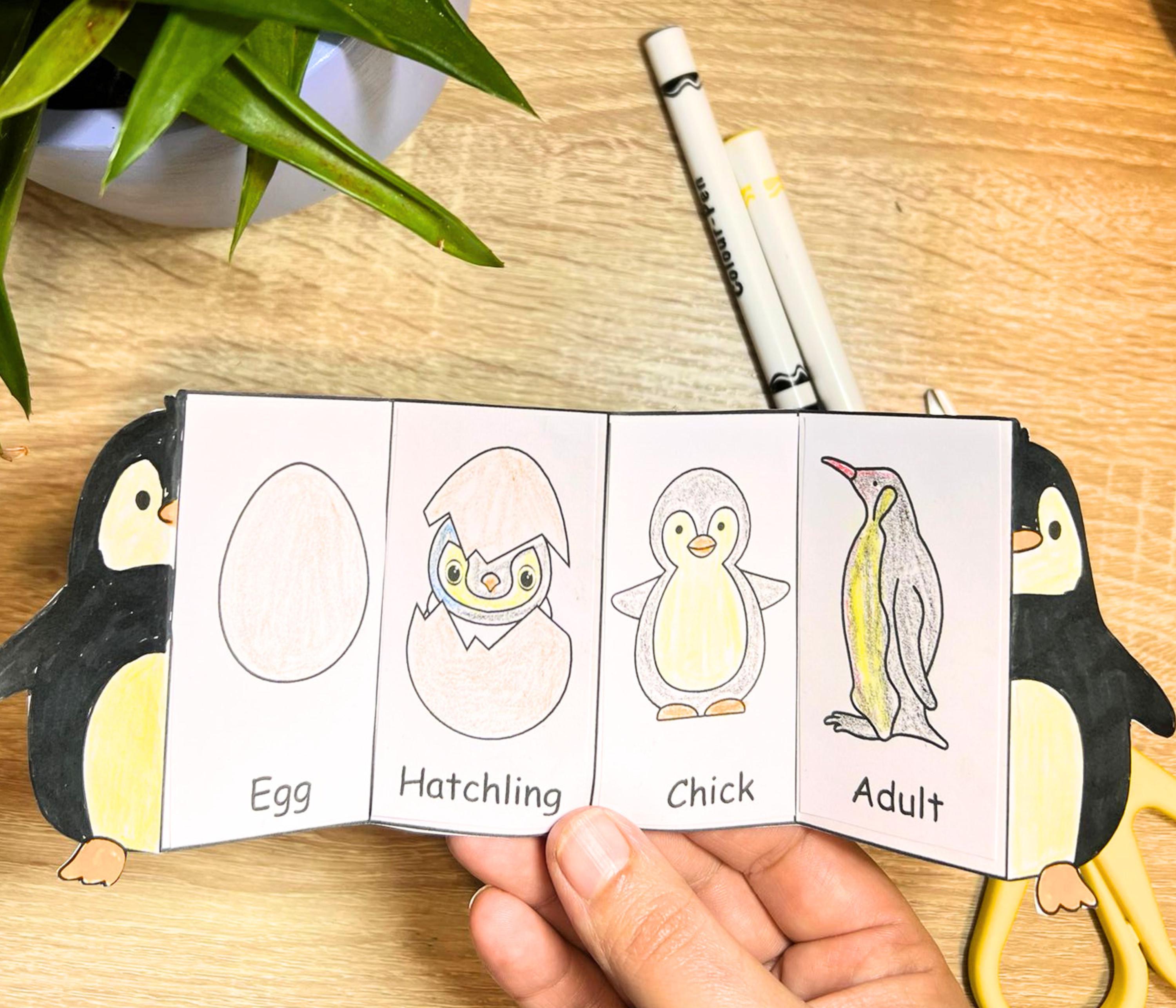 Penguin Life Cycle Foldable Activity, Sequencing With Picture Cards ...