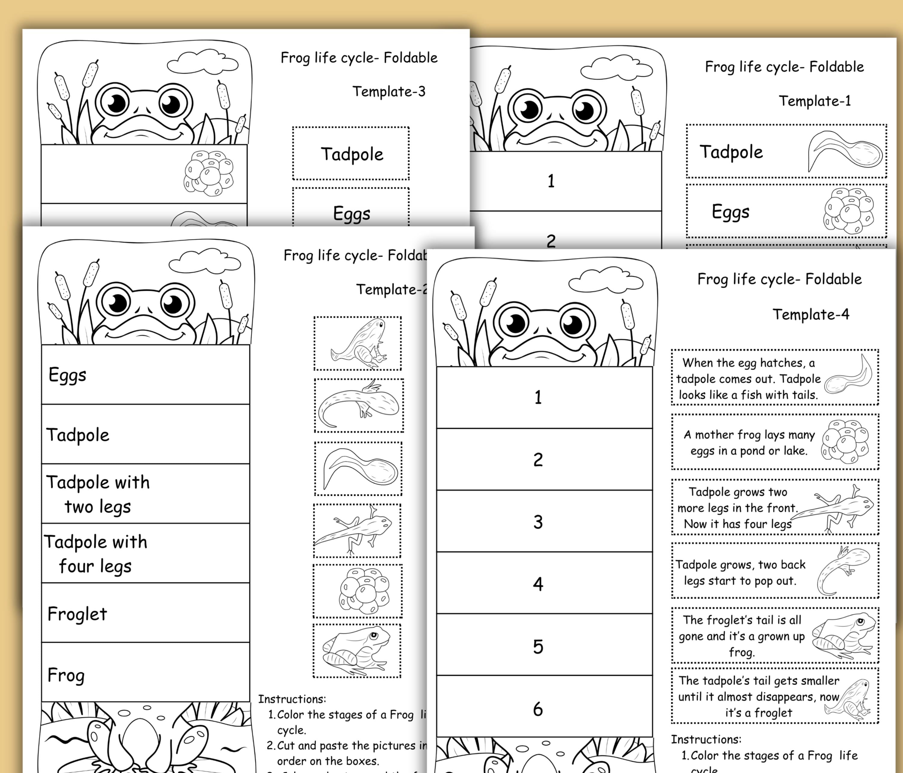 Frog Life Cycle Foldable Activity, Homeschool Science Unit Activity ...