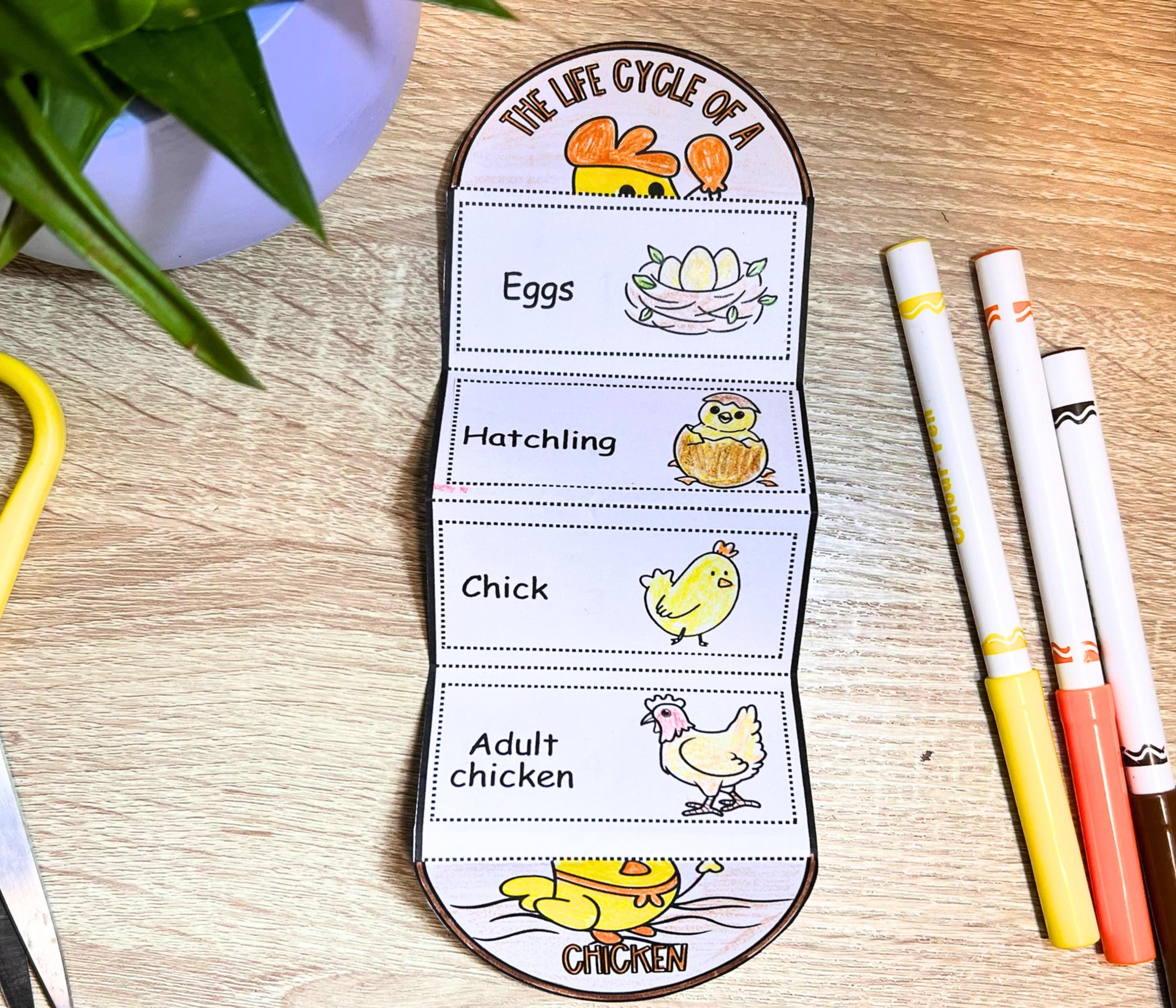 Life Cycle of a Chicken Foldable Activity, Homeschool Science Resources ...