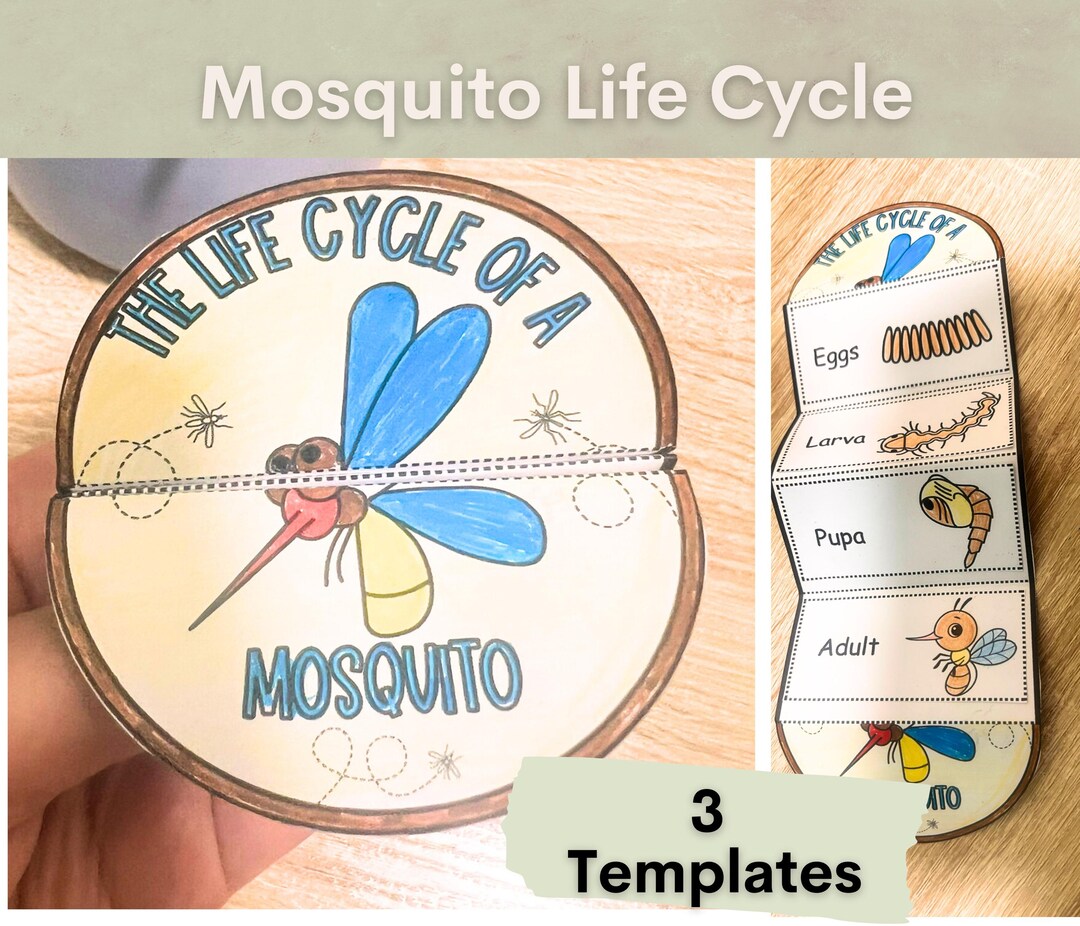 Life Cycle of a Mosquito Foldable Activity, Homeschool Science Unit ...
