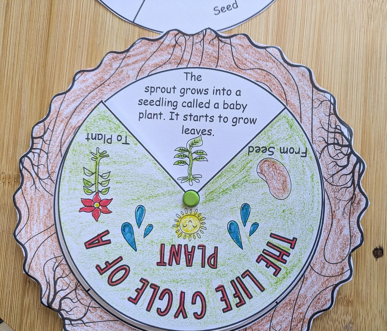 Life Cycle of a Plant, Homeschool Science Unit Activity, Sequencing ...