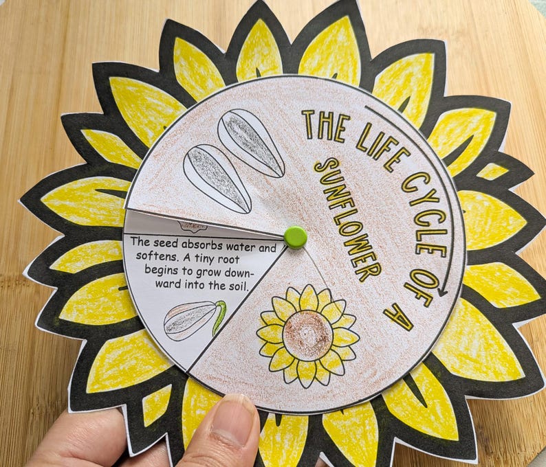 Life Cycle of a Sunflower Plant Spinner Wheel, Sequence Activity for ...