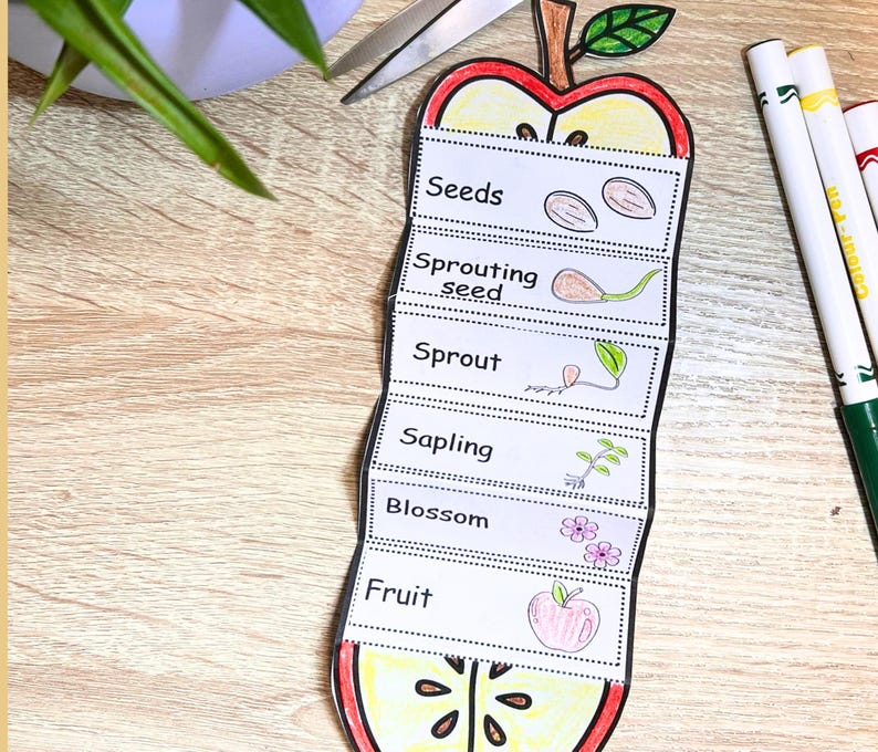 Life Cycle of an Apple Foldable Activity, Homeschool Science Unit ...
