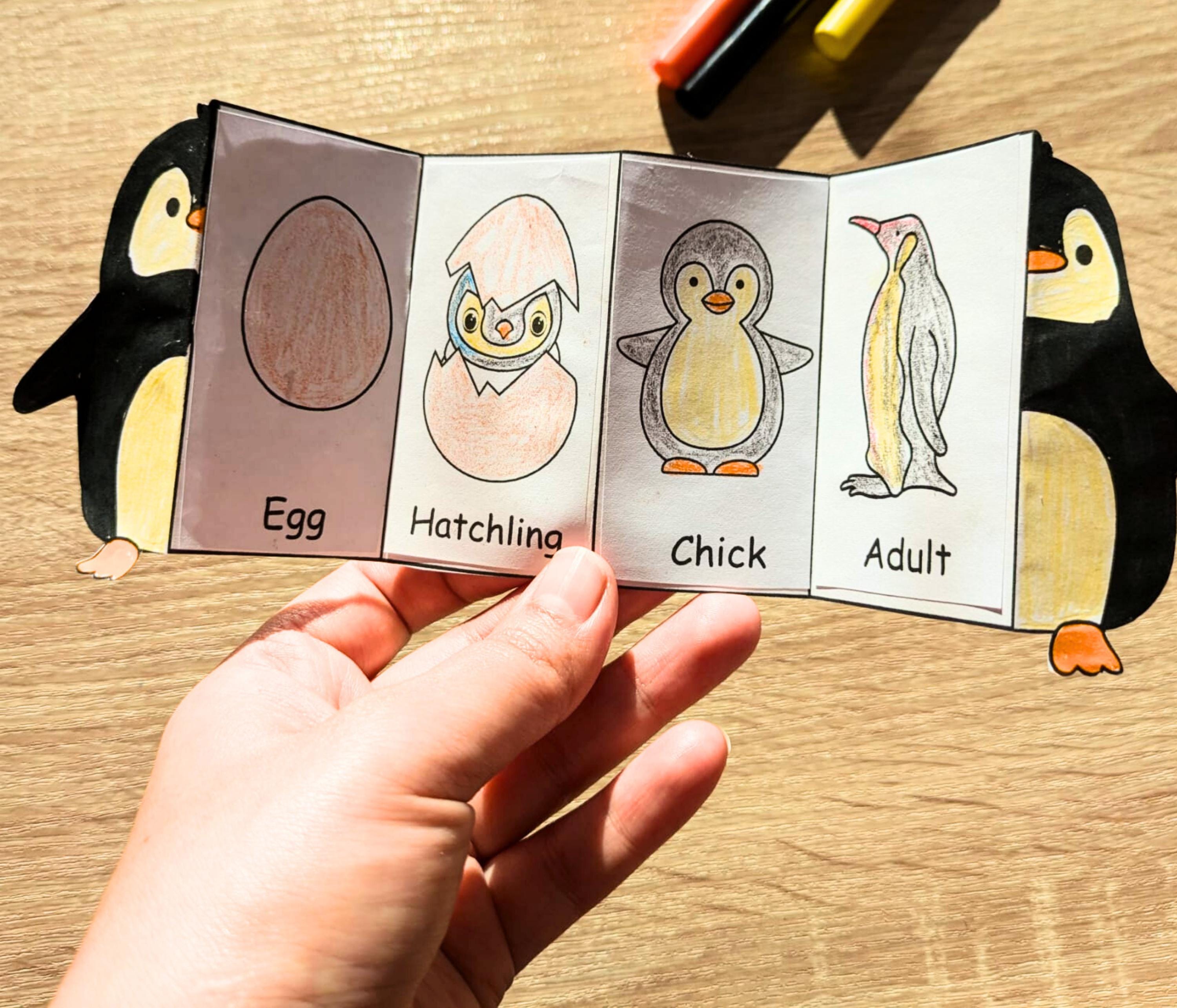 Penguin Life Cycle Foldable Activity, Sequencing With Picture Cards ...