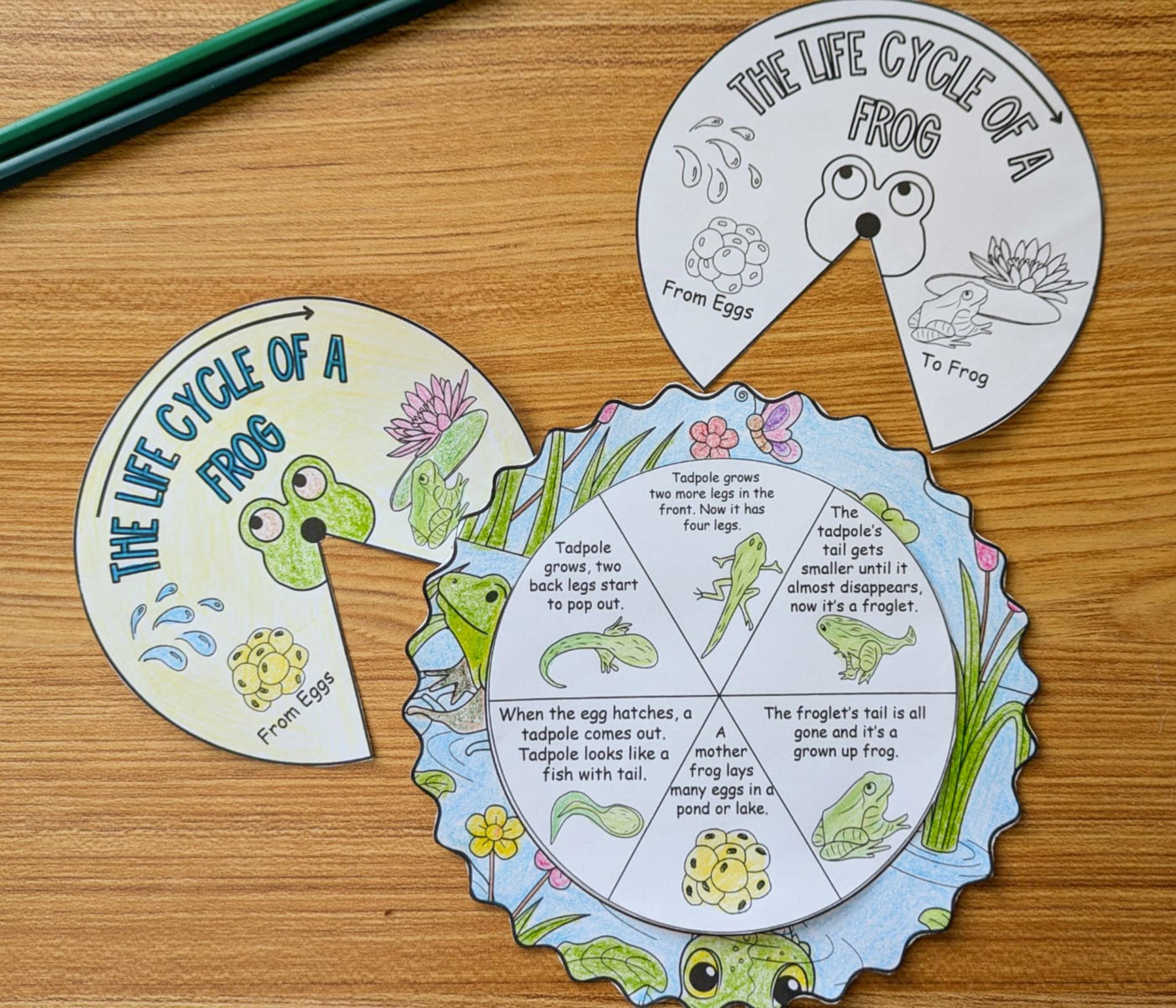 Life Cycle of a Frog Wheel, Homeschool Science Unit Activity, Sequence ...