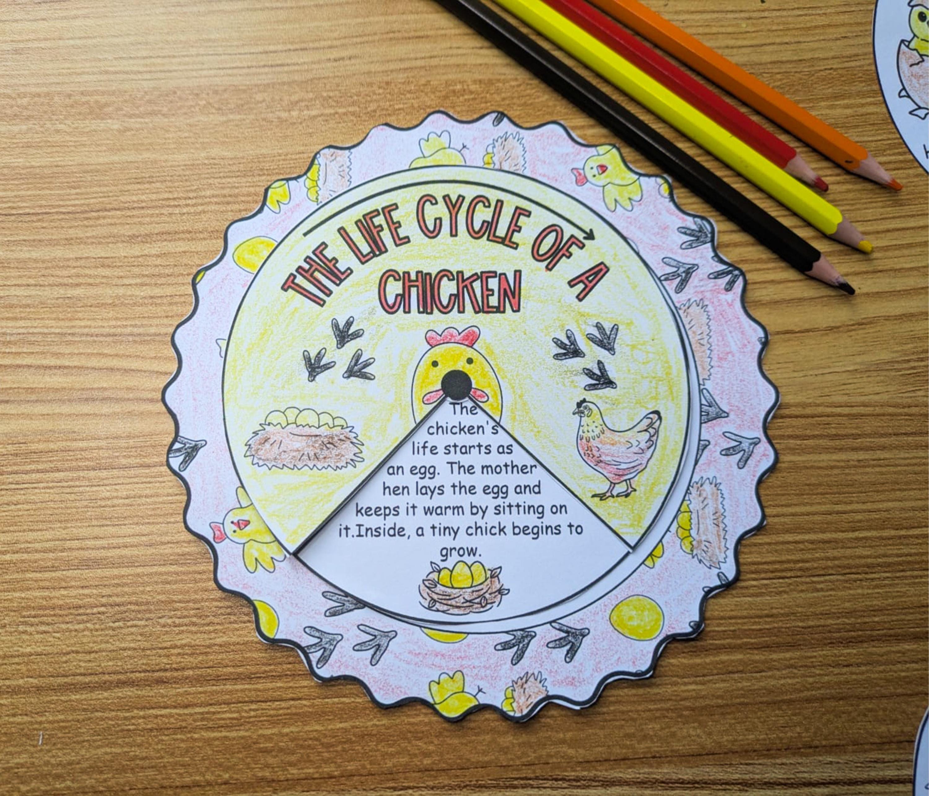 Life Cycle of a Chicken Wheel, Homeschool Science Unit Study ...