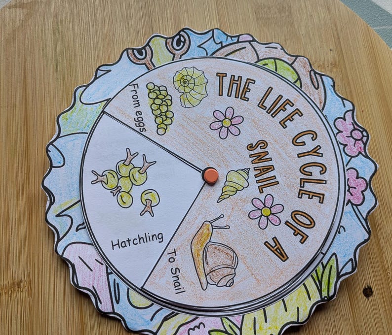 Life Cycle of a Snail Spinner Wheel, Sequence Activity for Kindergarten ...