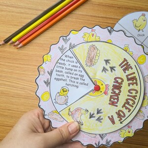 Life Cycle of a Chicken Wheel, Homeschool Science Unit Study ...