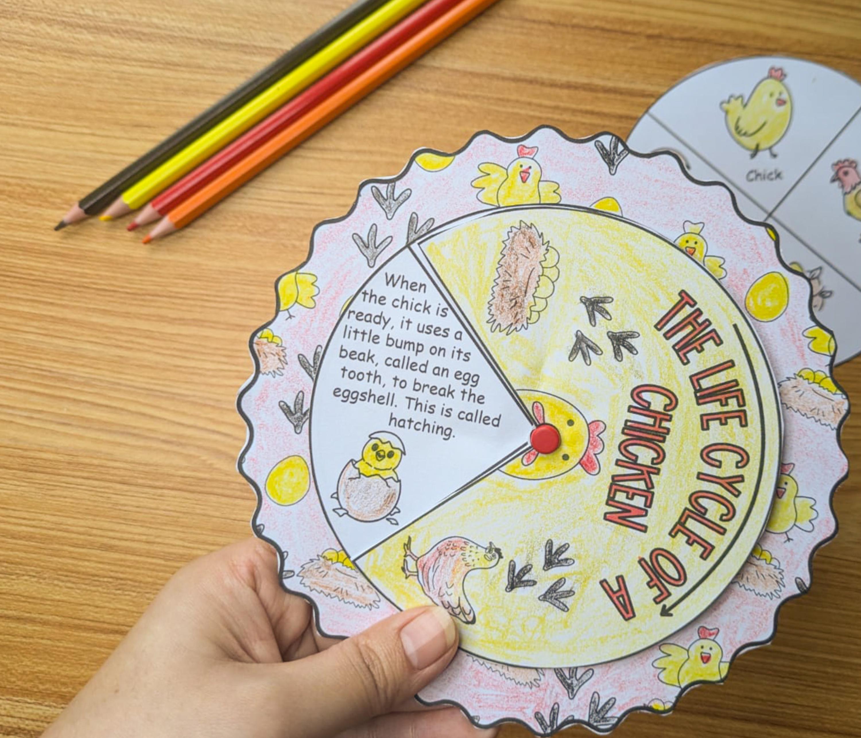 Life Cycle of a Chicken Wheel, Homeschool Science Unit Study ...