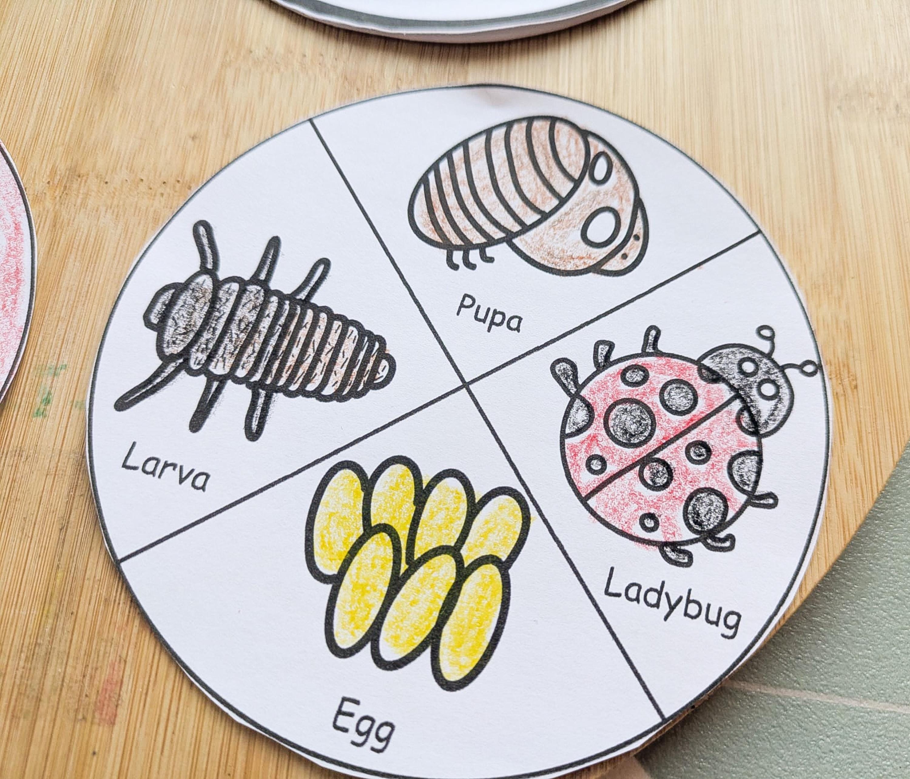 Life Cycle of a Ladybug Ladybird, Homeschool Science Curriculum ...