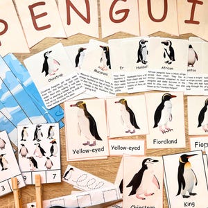 Penguin Unit Study, Life Cycle, Charlotte Mason Inspired Preschool ...