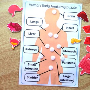 Human Anatomy Busy Book Page for Toddlers, Preschool Learning Toddler ...