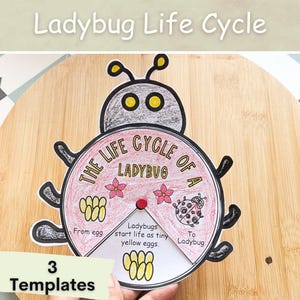 Life Cycle of a Ladybug Ladybird, Homeschool Science Curriculum ...