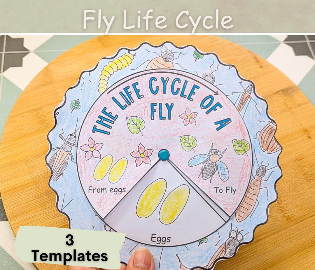 Life Cycle of a Fly Spinner Wheel, Homeschool Science Unit Activity ...