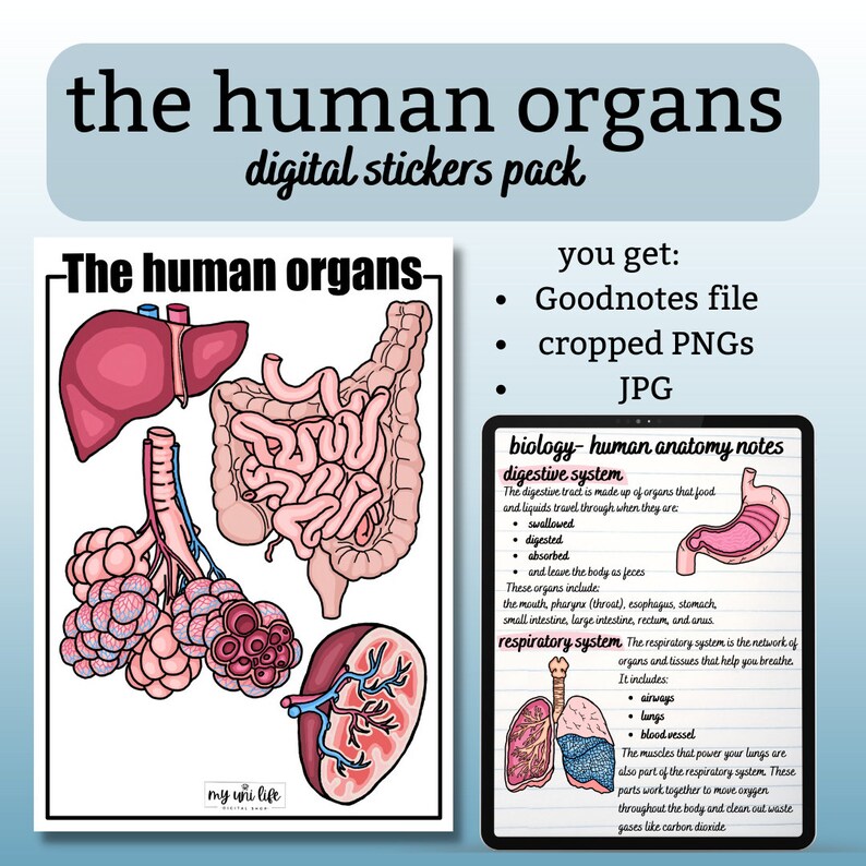 Biology Human Anatomy Stickers for Planning, Studying, Taking Notes ...