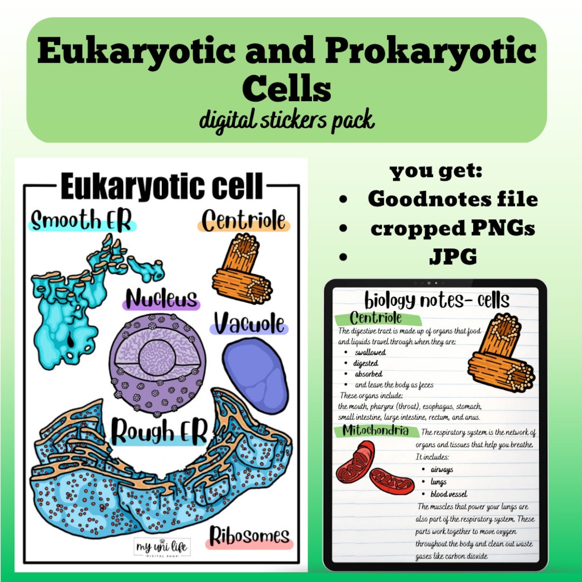 Biology Eukaryotic & Prokaryotic Cells Stickers for Planning, Studying ...