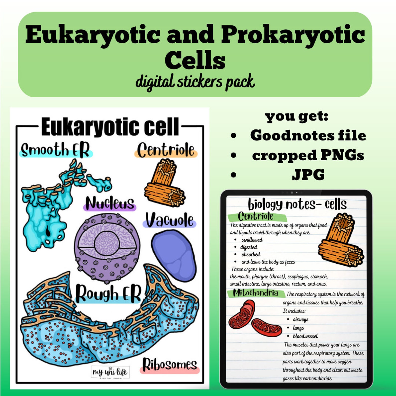 Biology Eukaryotic & Prokaryotic Cells Stickers for Planning, Studying ...