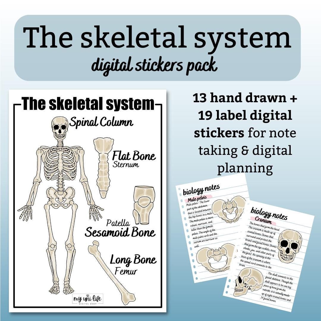Biology Skeletal System Stickers for Planning, Studying, Taking Notes ...